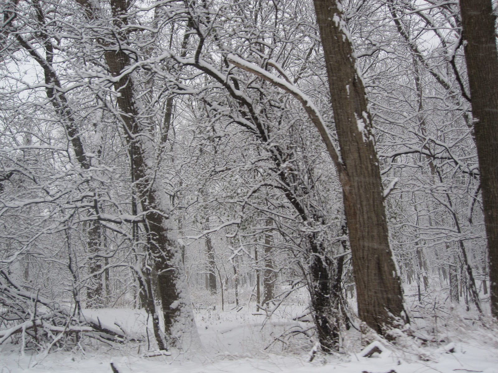 Between Chicago and India: Day 41 : Snow Jungle