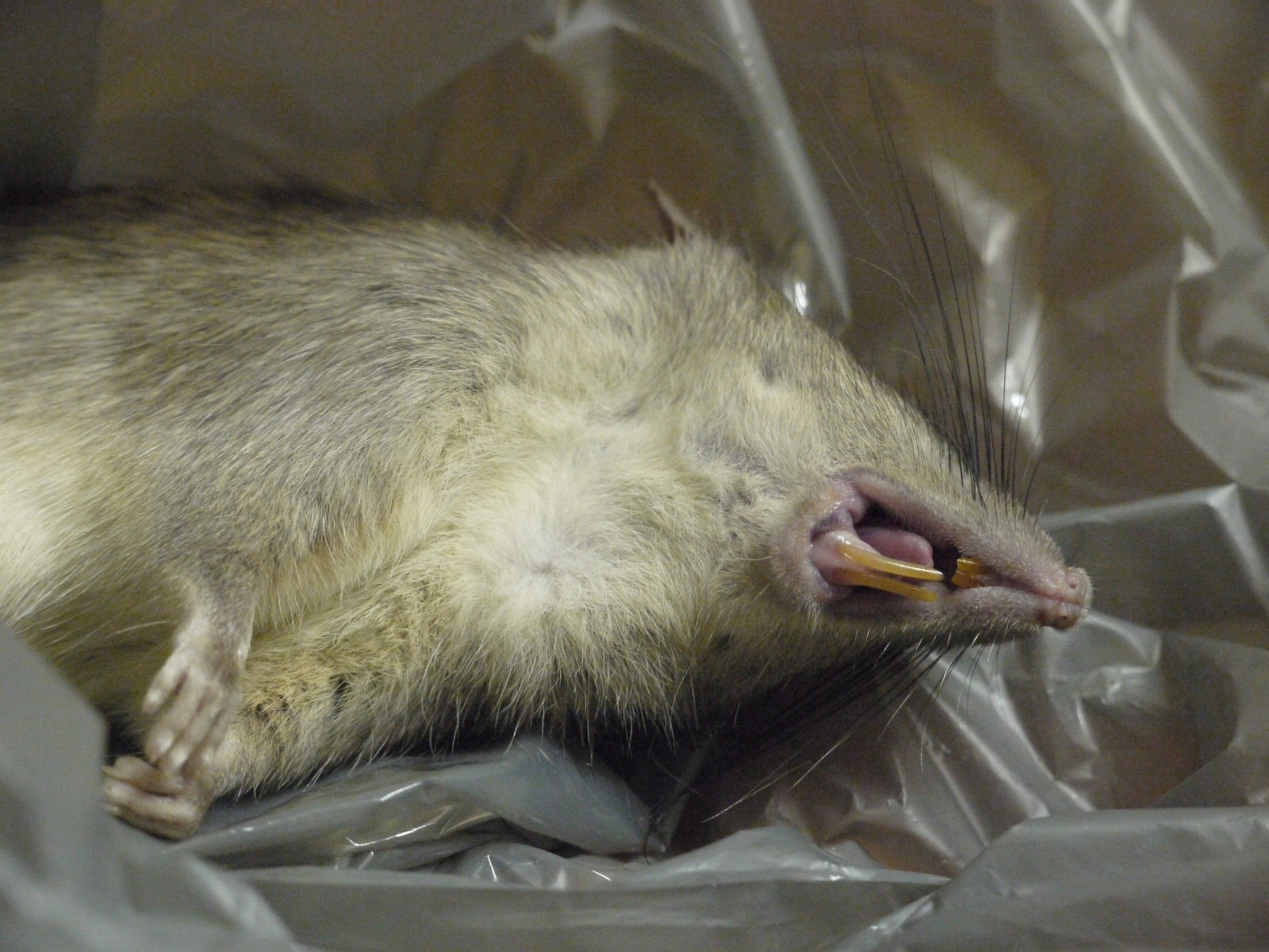 in my view ...: build a better mouse trap