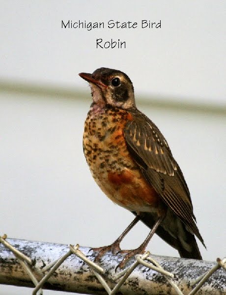 SHORT FAMILY: Michigan