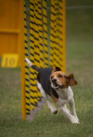Agility Beagles