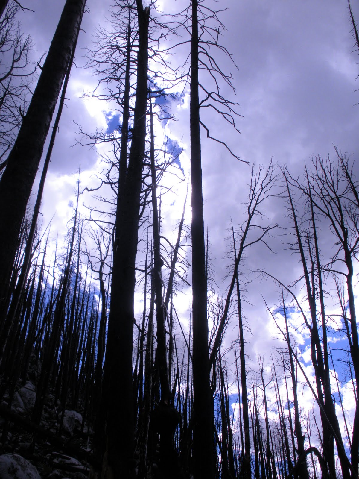 Living and Dyeing Under the Big Sky: Timberline Trail - Burned Trees