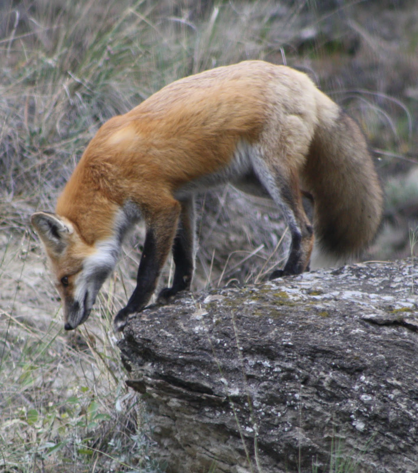 Living and Dyeing Under the Big Sky: Red Fox Pair