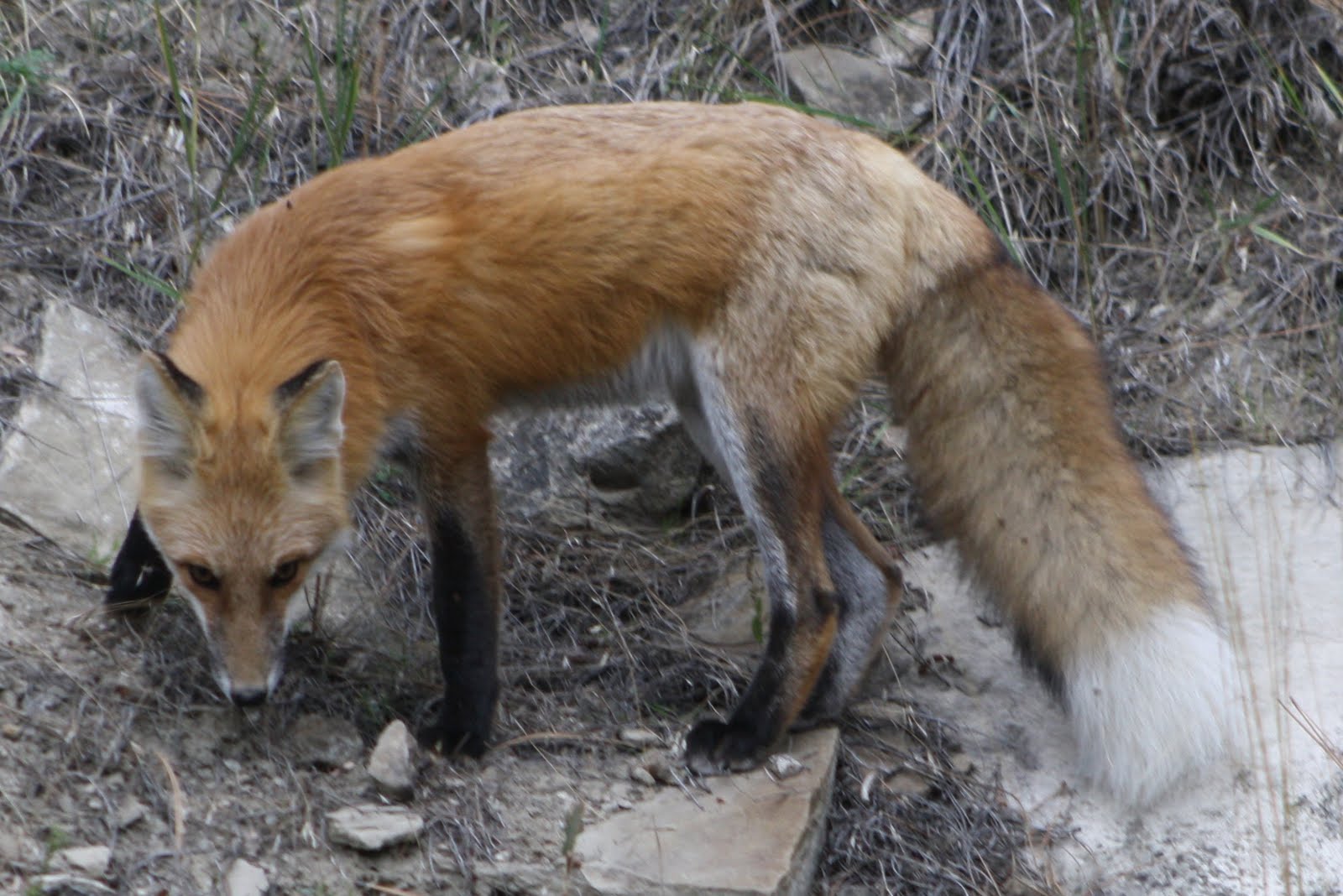 Living and Dyeing Under the Big Sky: Red Fox