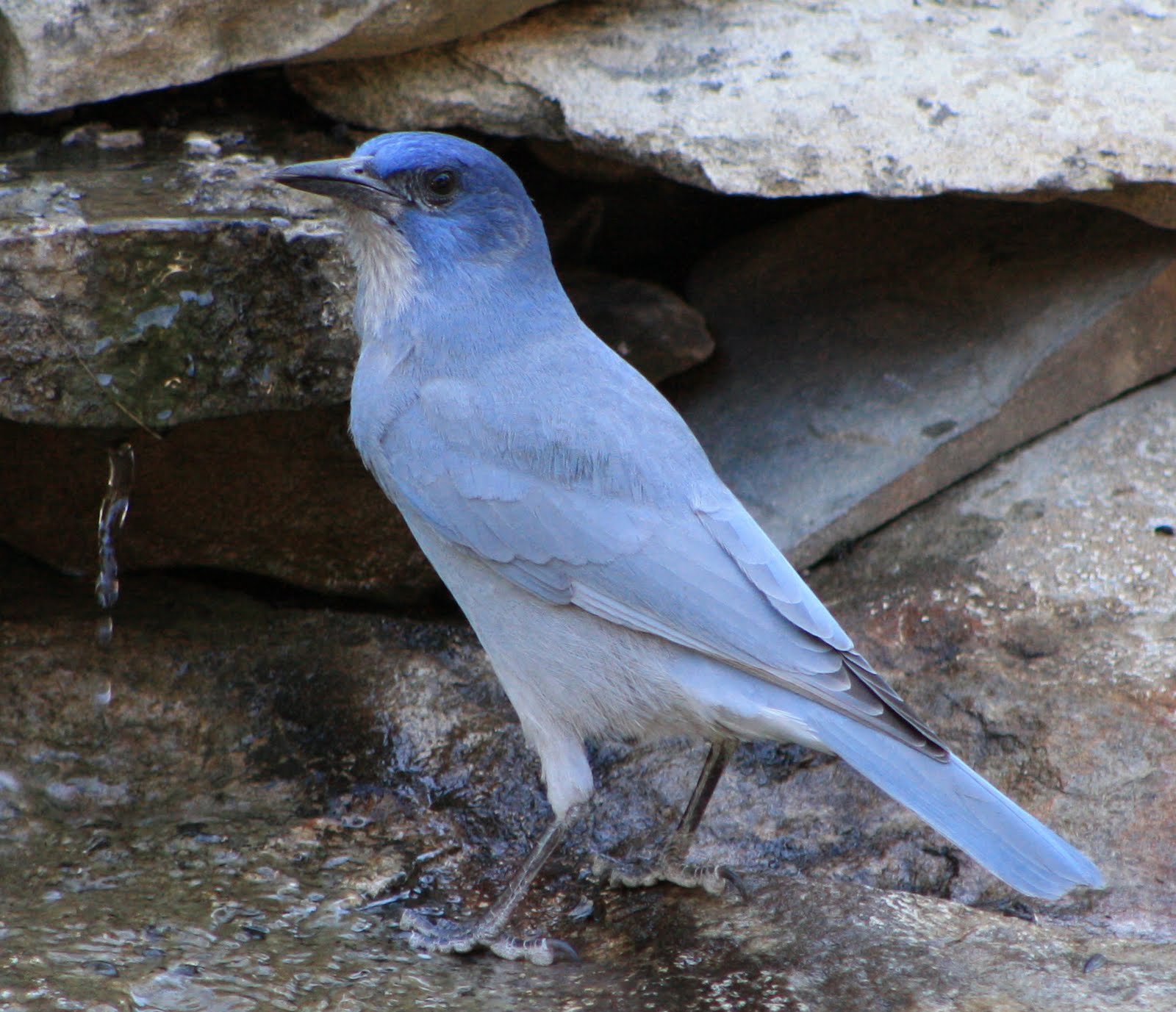 Pinion Joint Bird at Angela Rich blog