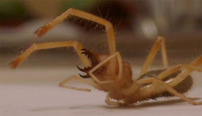 Pacific Slope Blog: Monday Myth: Solpugids