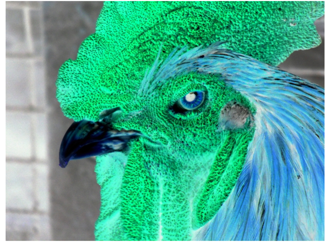 A Year in India: Psychedelic Chicken