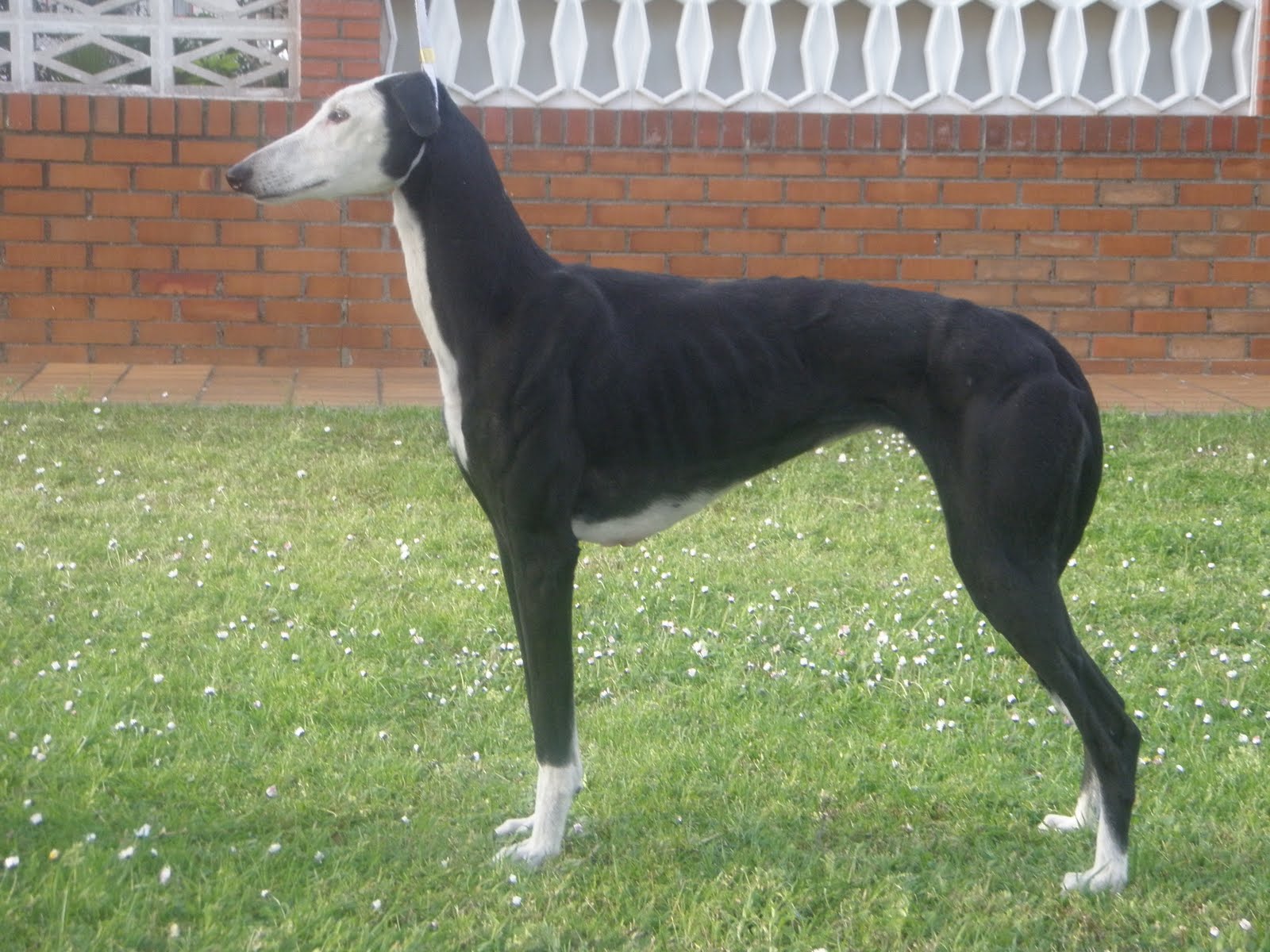 NUESTROS ANIMALES: GALGO ESPAÑOL