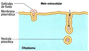 Aprender é Viver !: Endocitose; Fagocitose e Pinocitose