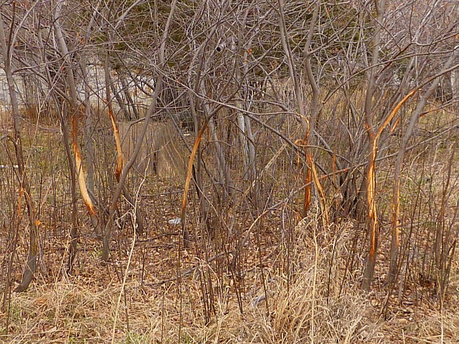 Notes From The American Outback: Buck rubs by the dozen