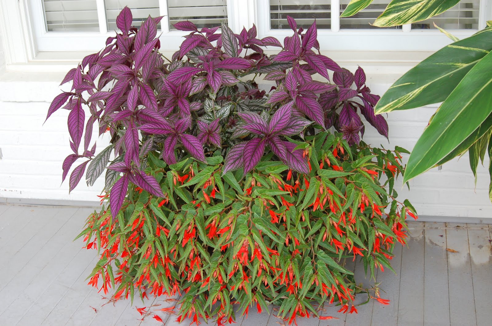 bwisegardening: Day 64 - Here's a Bonfire To Warm You