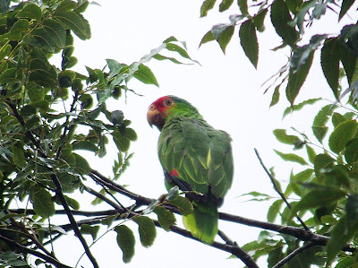 Tropical Texas: Parrots ahoy