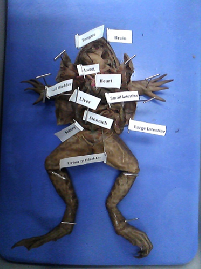 Bullfrog Dissection: octubre 2010