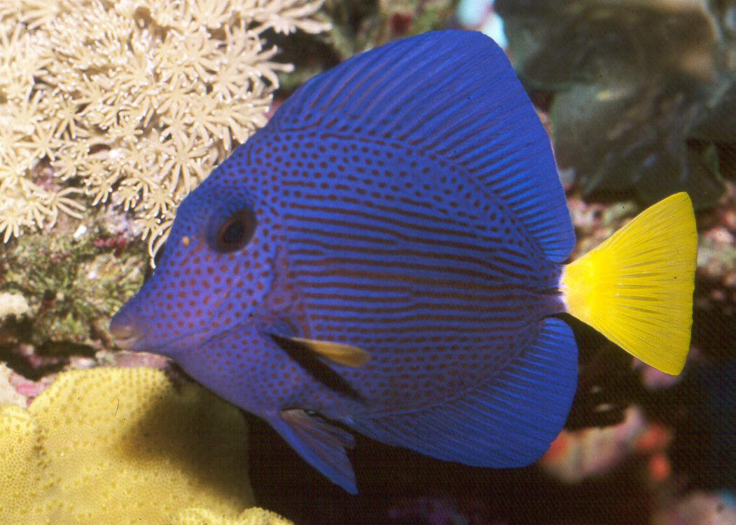 PRO SALT: About Botana Fish