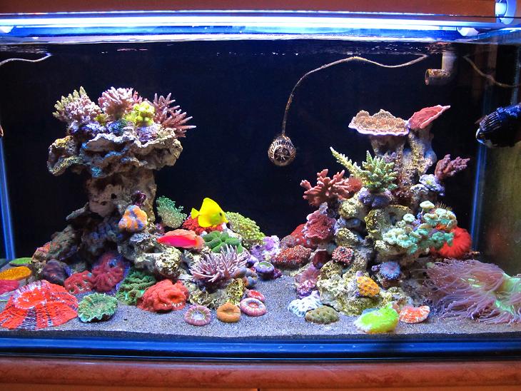 Aquarium Fish Magazine: Nano Reef Tank