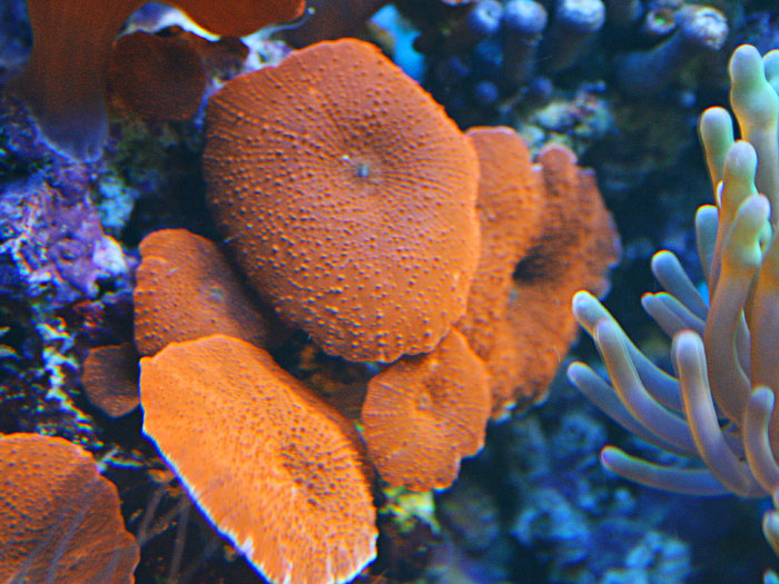Aquarium Fish Magazine: Mushroom coral