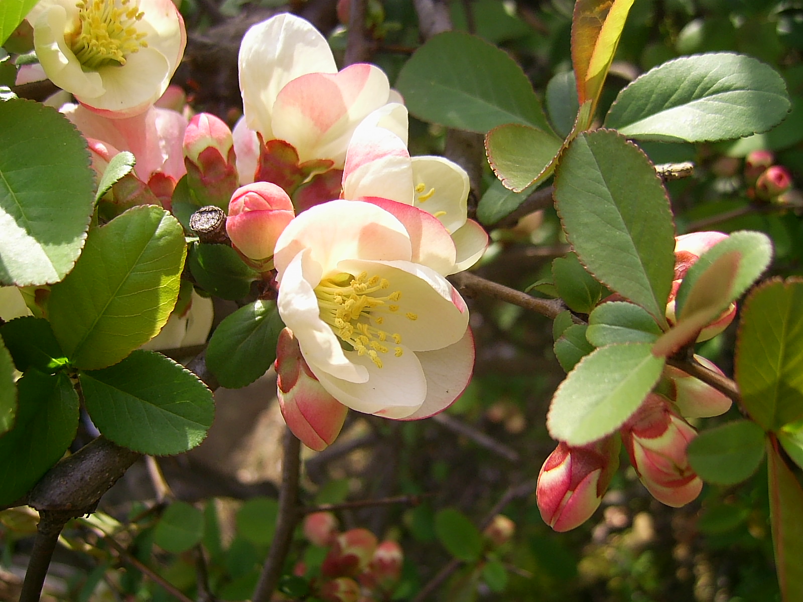 hopeful-in-nagoya-flowers-oh-flowers-shukkeien-garden