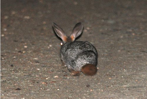 Stories from Blue Hill Escape: Rabbiting on about a Hare-y experience.