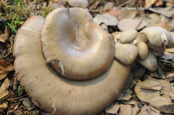 HONGOS COMESTIBLES: “Pleurotus ostreatus. Importancia y tecnología de ...