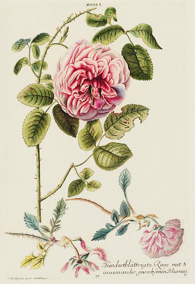 BOOKTRYST: A Rose By Any Other Name...Might Be Extinct