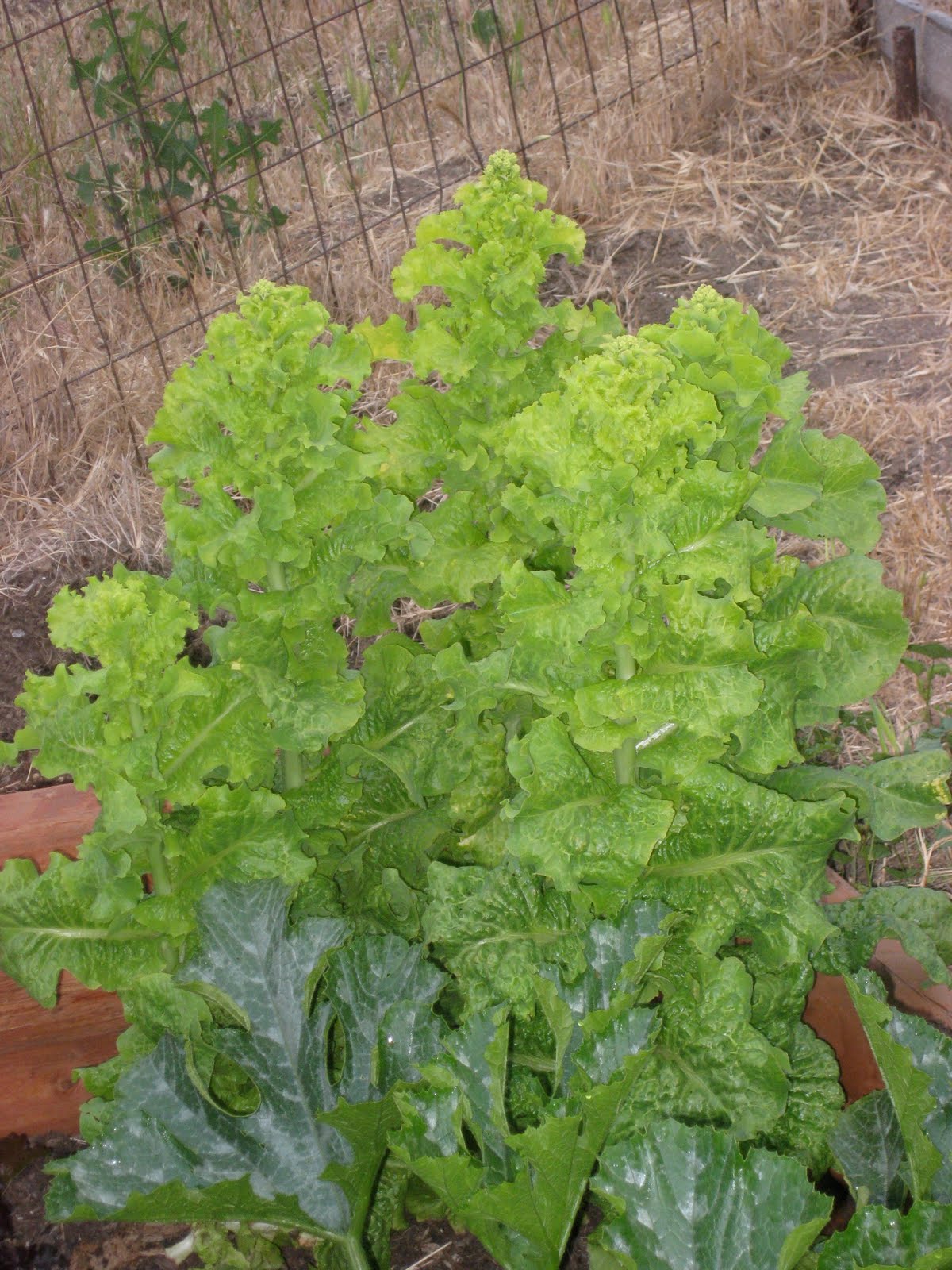 Grove Girl: Starting from Scratch: Bolting lettuce, incredible squash ...