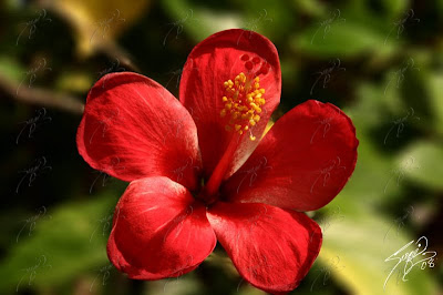 SERGIO REYES : Flor de Golgota