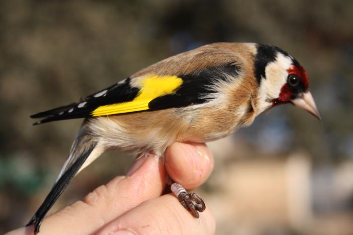 Grup d'anellament PARUS: Can Manent un paradís per als ocells