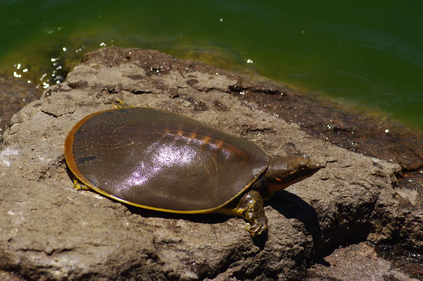 Howard Rubin's Pacific Wheel: Turtle Count at Stow Lake in Golden Gate Park