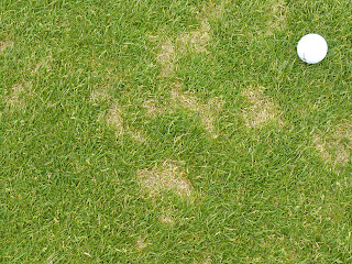 Patrick's Golf Course Blog: Turfgrass Disease Education