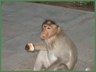 Monkey Munch - ARUNACHALA GRACE