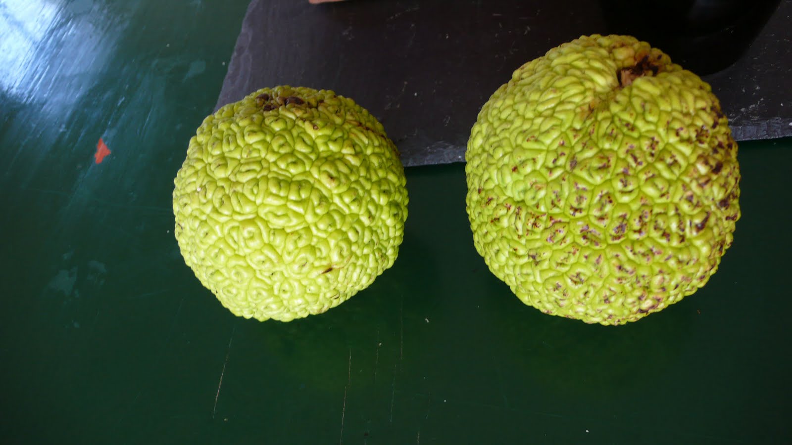 Aron Namenwirth: acorns, chestnuts, and osage orange