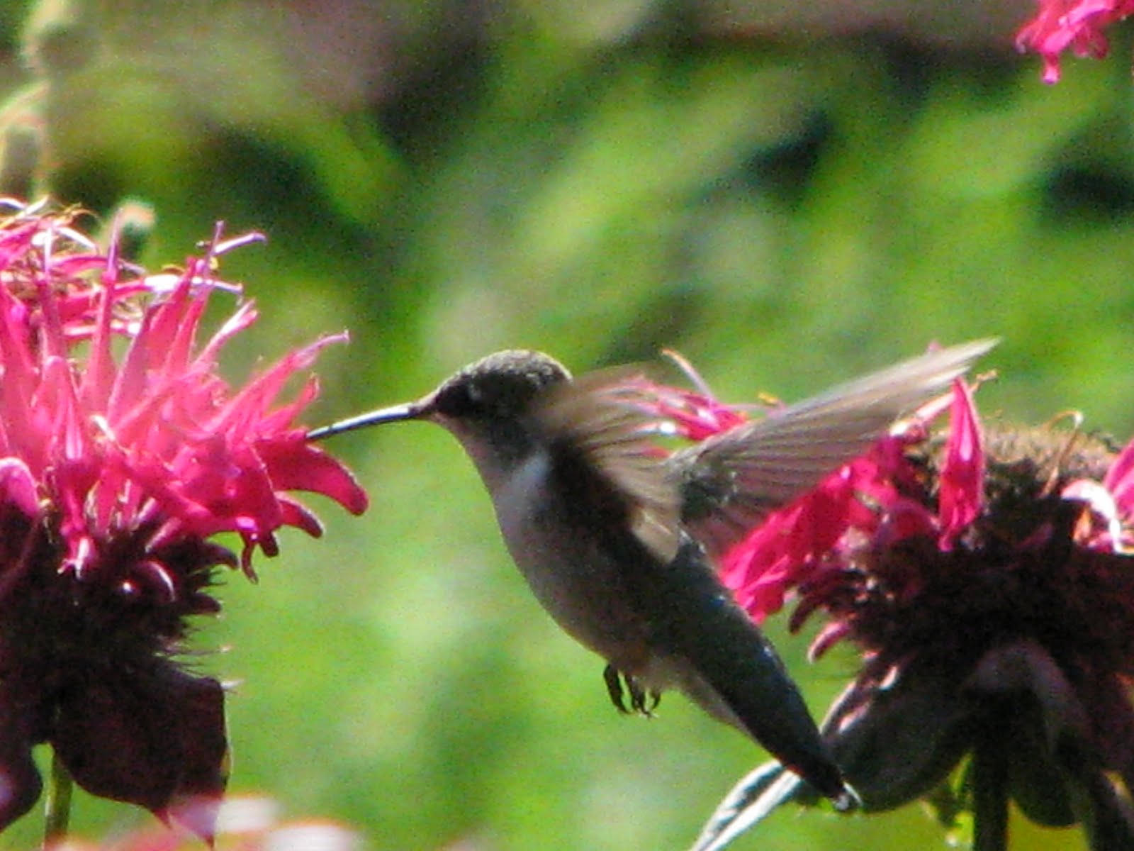 pollinator gardens: Pollinator Gardens - getting started