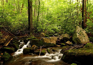 Pittsburgh & Its Countryside: Bear Run Nature Reserve