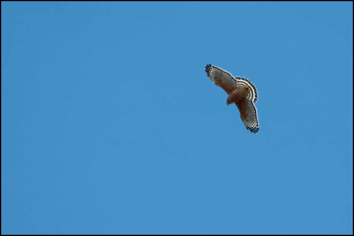 Martha's Musings: Soaring Red-Shouldered Hawk