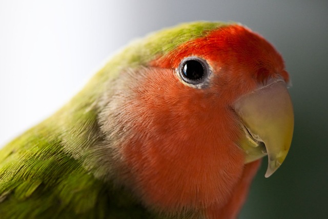 MIS ANIMALES: EL CUIDADO DE LOS INSEPARABLES