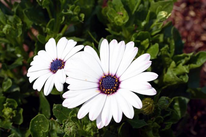 natural: Flowers With Soul – Colorful Nature