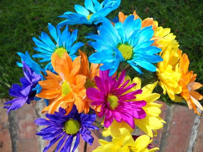 natural: Flowers With Soul – Colorful Nature