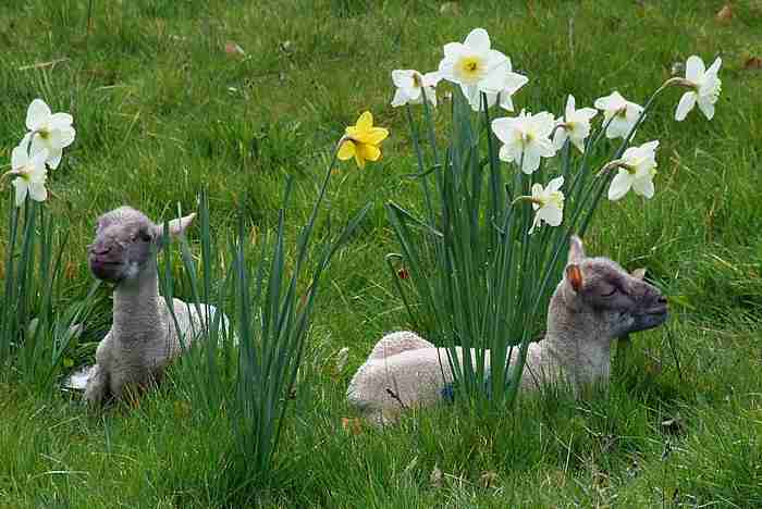 natural: Animals love flowers