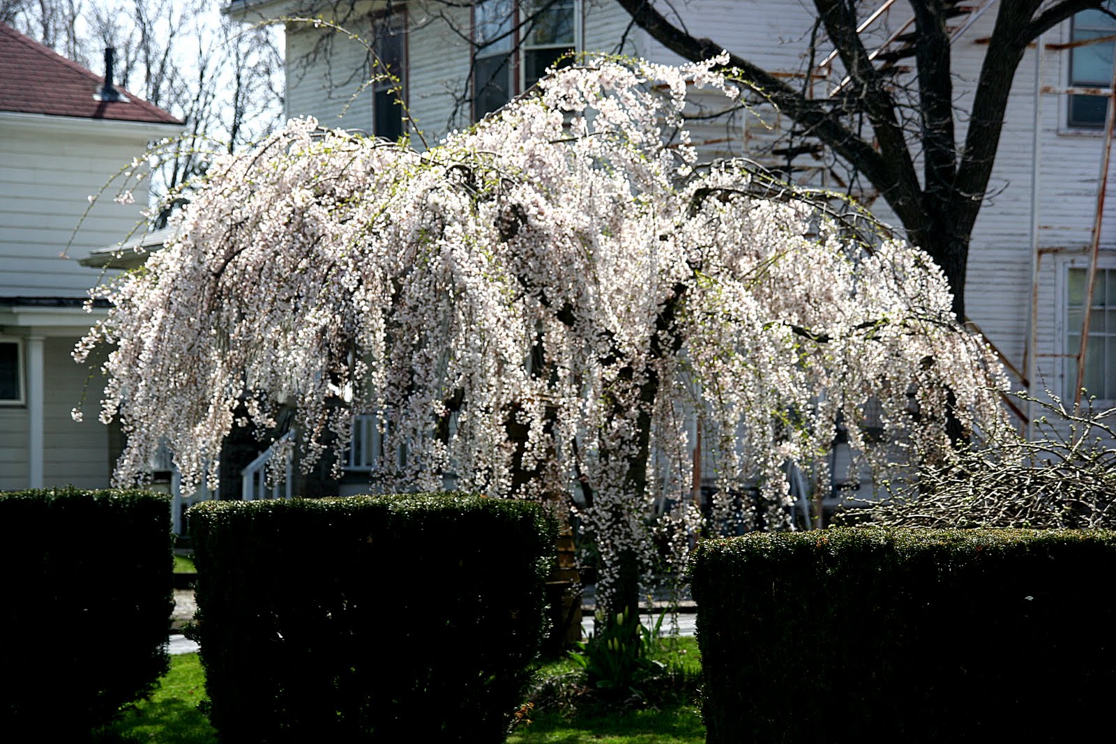 A Niagara Region Garden: A little bit of the Netherlands at home and ...