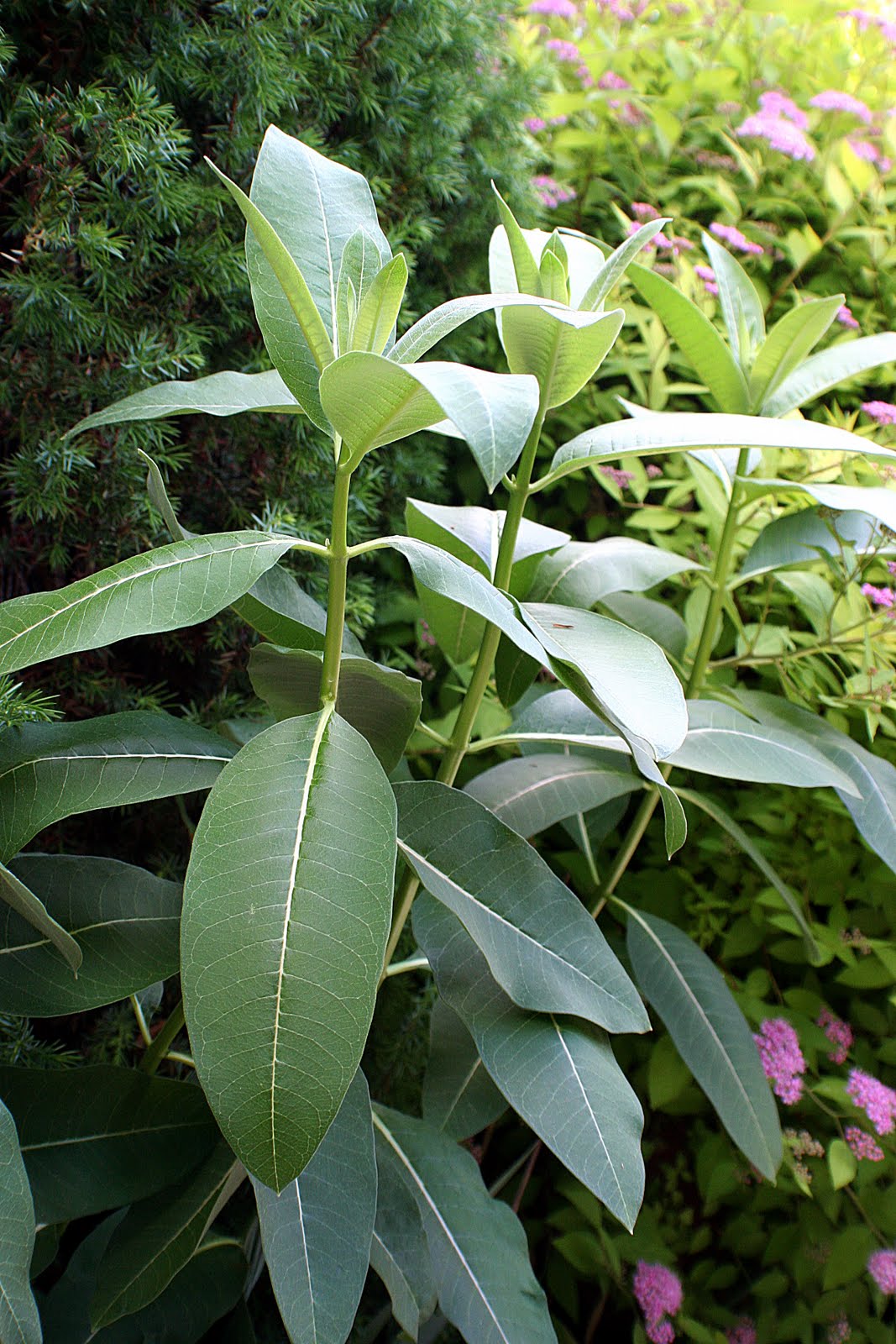 A Niagara Region Garden: The Milk-weed