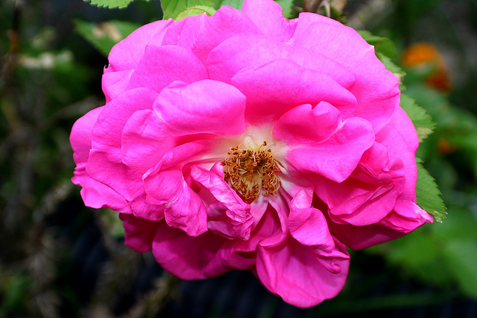 A Niagara Region Garden: A David Thompson Explorer Rose