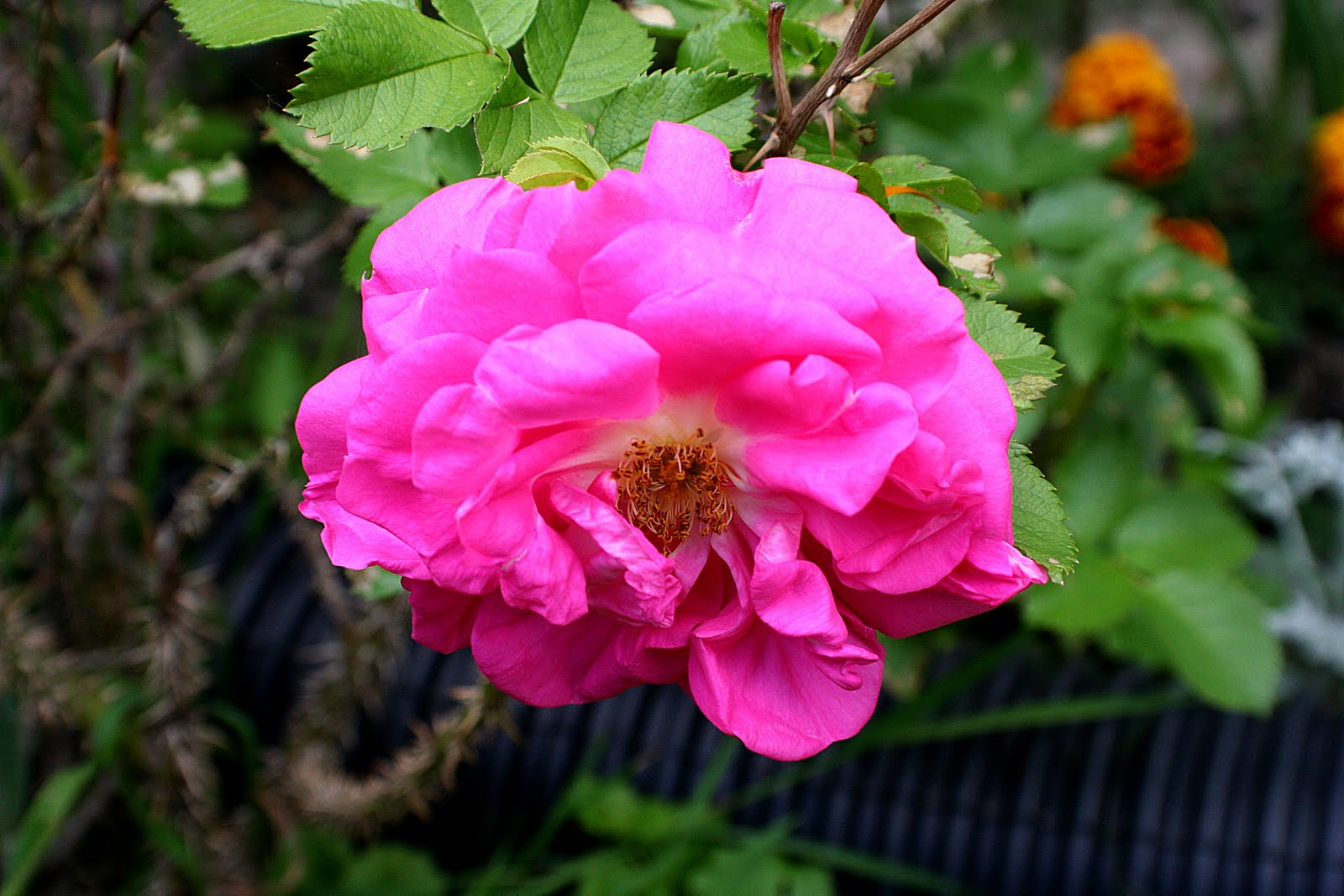 A Niagara Region Garden: A David Thompson Explorer Rose