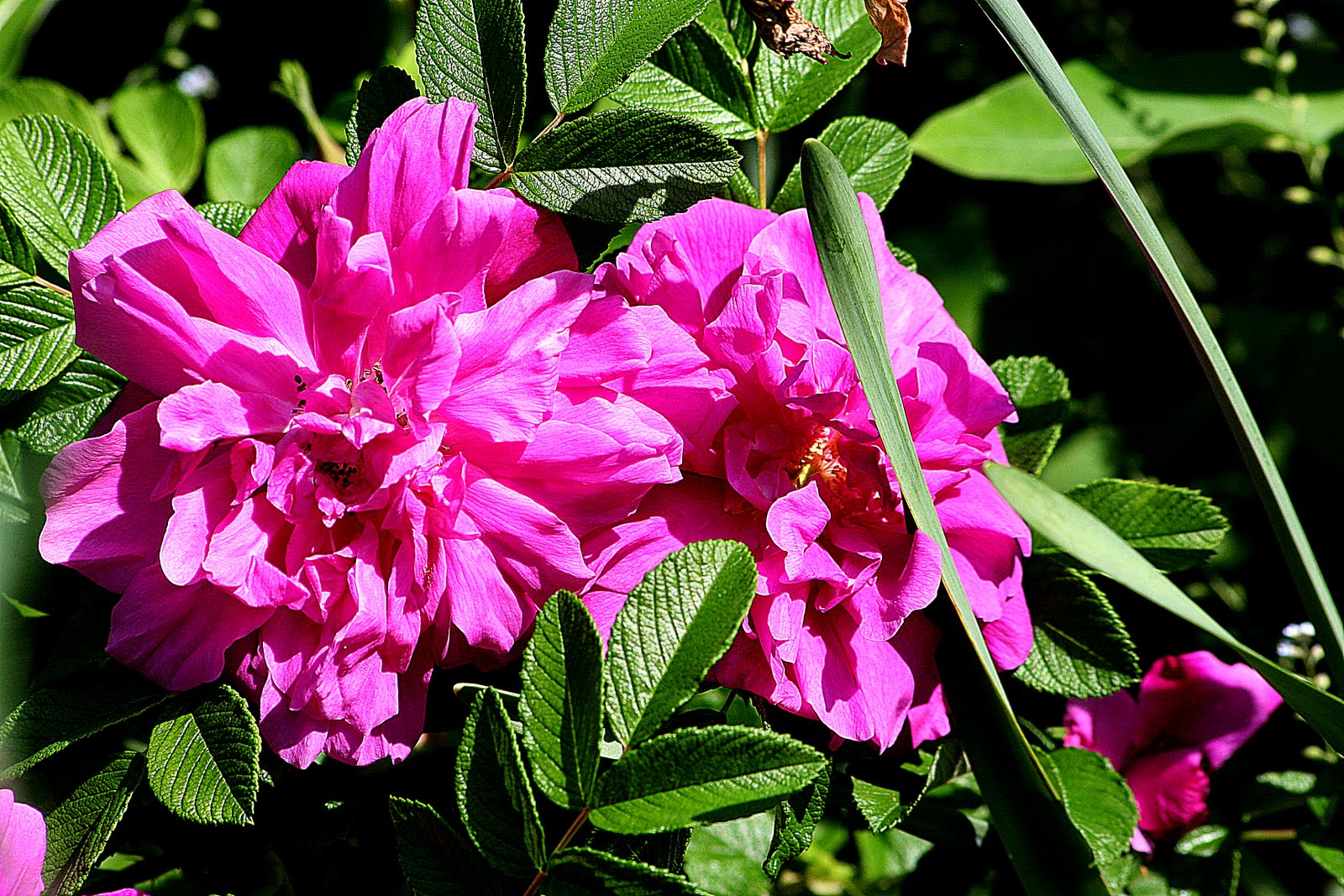 A Niagara Region Garden: Canadian Roses