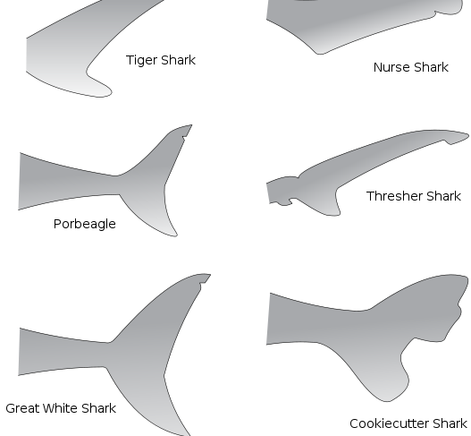 Shark: Anatomy