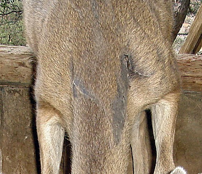 Camera Trap Codger: Poison Water guzzlers--black-tailed deer