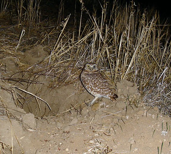 Camera Trap Codger: Burrowing owl at the badger dig