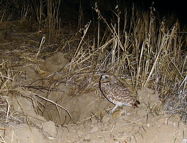 Camera Trap Codger: November 2009