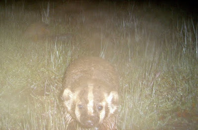 Camera Trap Codger: Badger in the mist