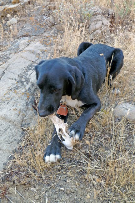 Is It Bad For Dogs To Eat Flies