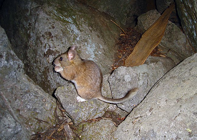 Camera Trap Codger: Denizens of Deadman