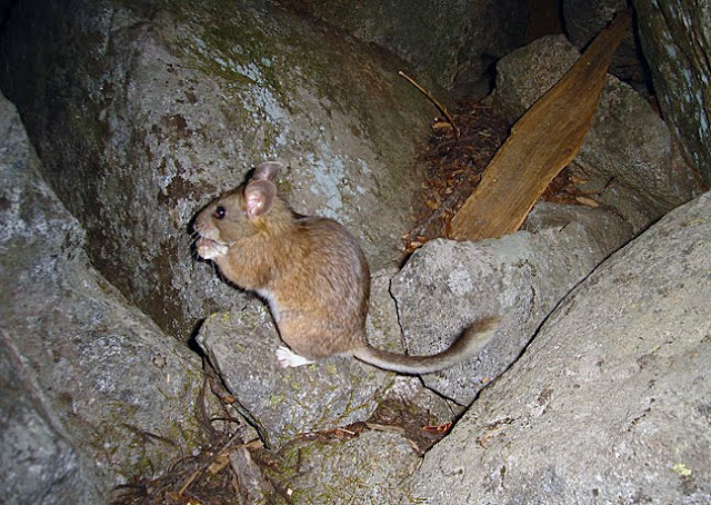 Camera Trap Codger: Denizens of Deadman